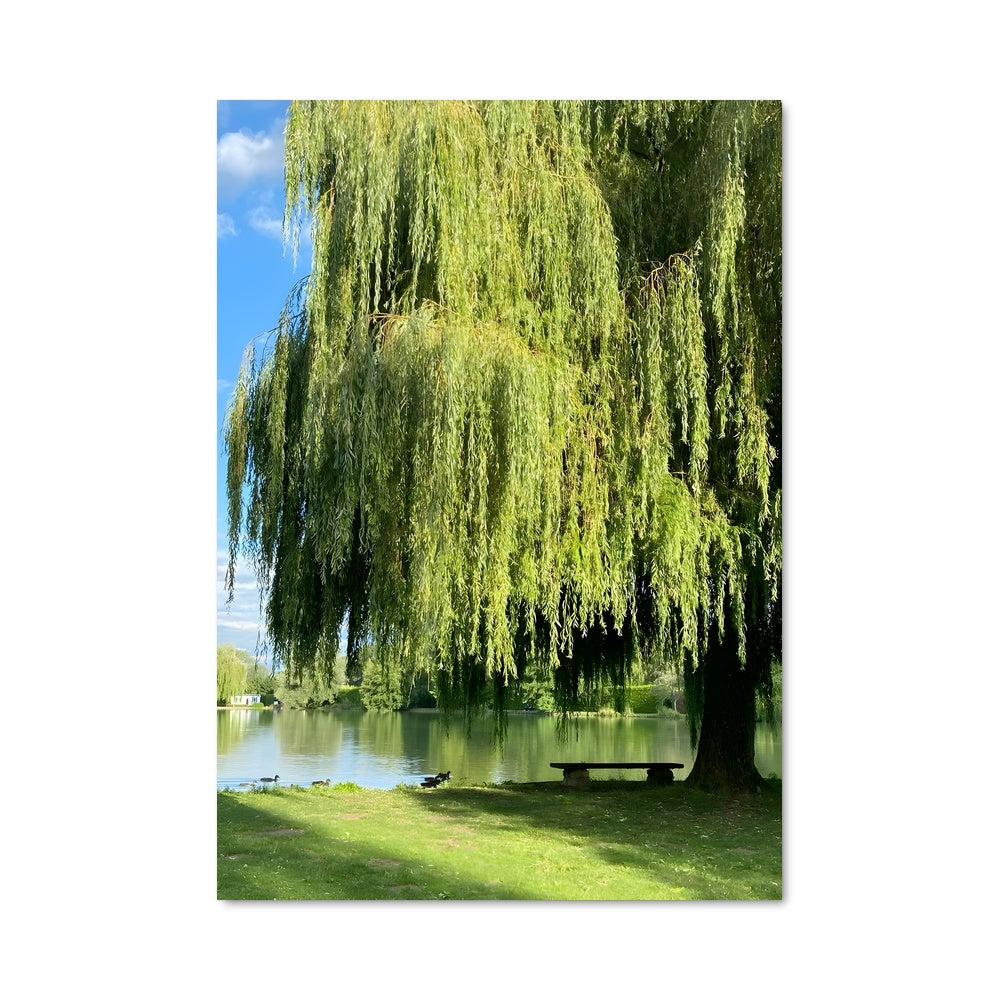 Weeping Willow Poster – Aesthetic Posters