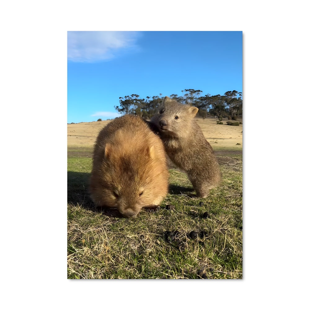 Wombat Duo Poster – Aesthetic Posters