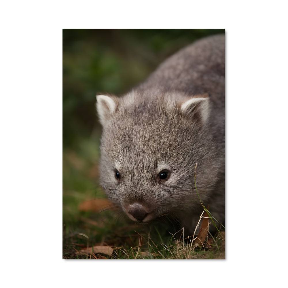 Wombat in the Grass Poster – Aesthetic Posters