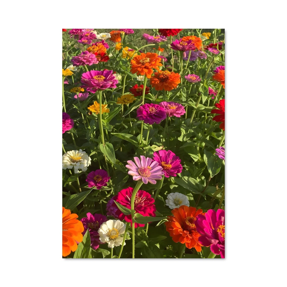 Zinnia Field Poster – Aesthetic Posters
