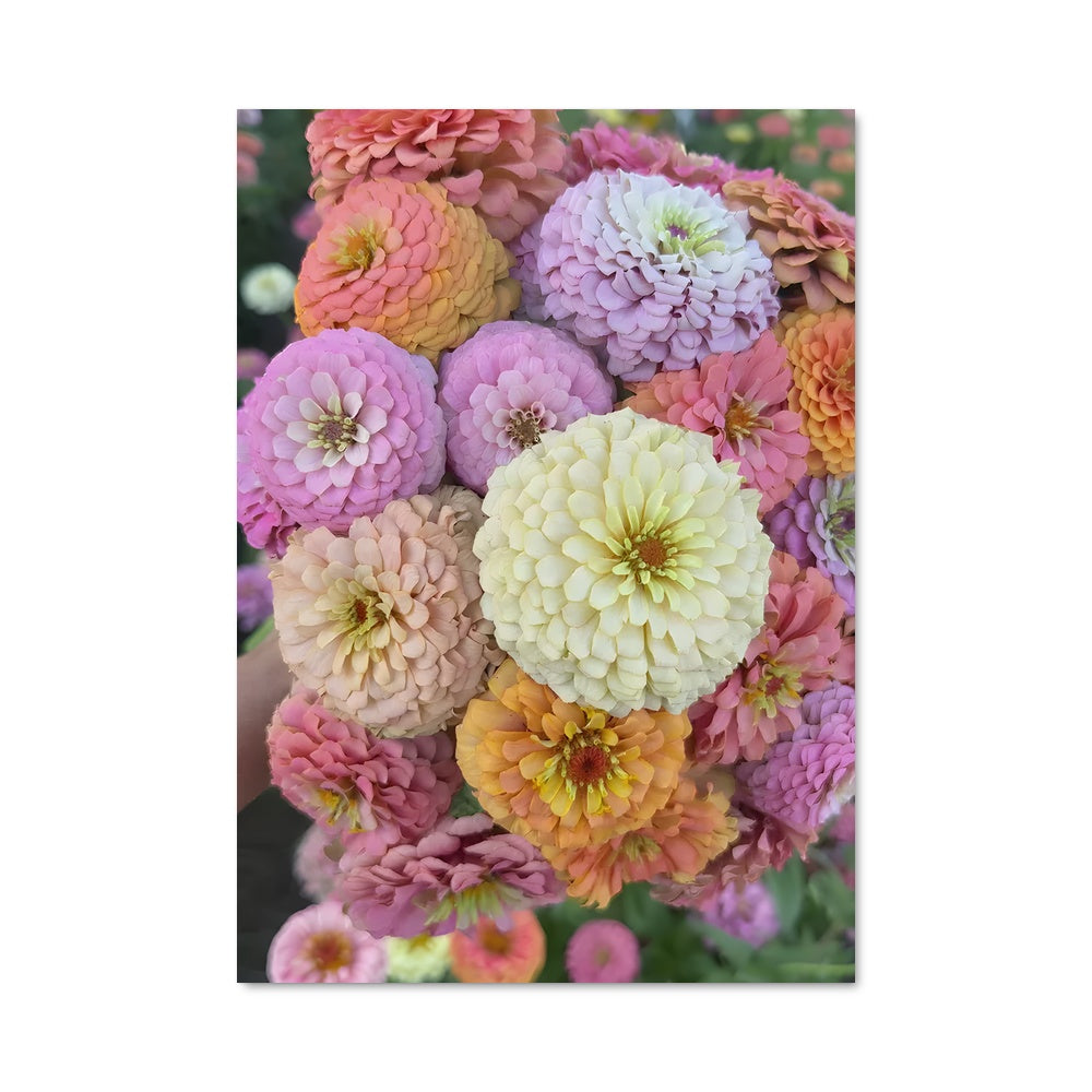Zinnia poster – Aesthetic Posters