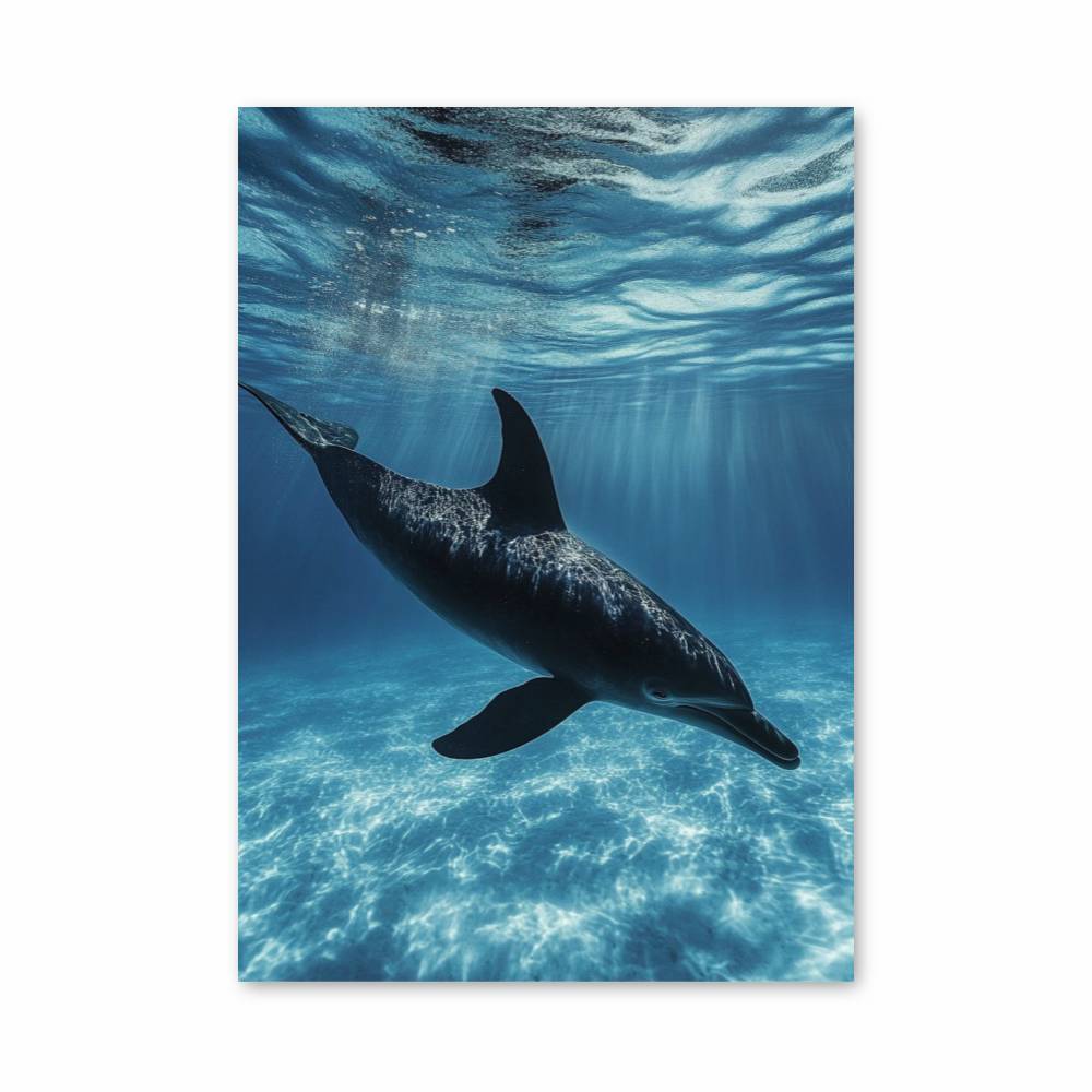Dolphin underwater poster | Aesthetic Posters