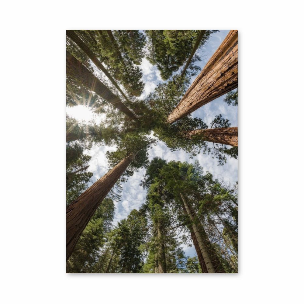 Poster Forest Big Trees | Aesthetic Posters