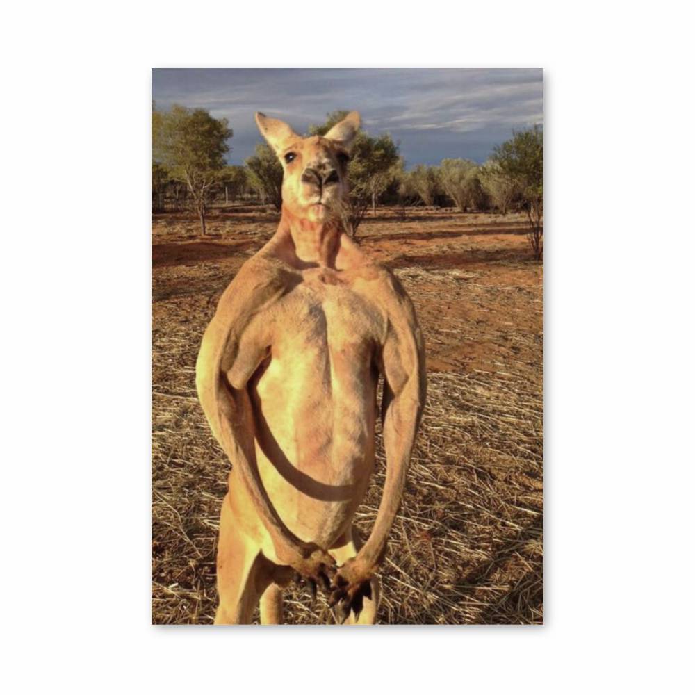 Poster Kangaroo Fierce | Aesthetic Posters