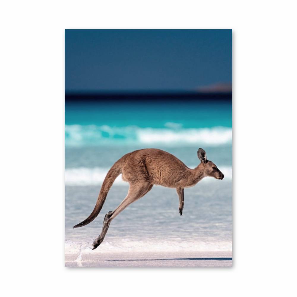 Kangaroo Posters | Aesthetic Posters