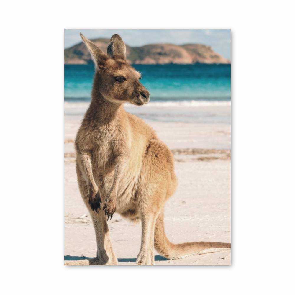 Poster Kangaroo Beach | Aesthetic Posters