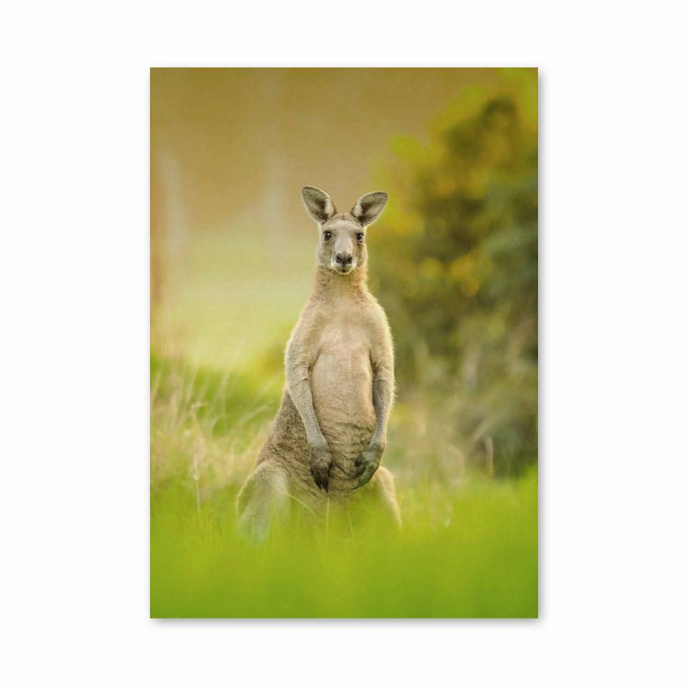 Poster Kangaroo Serenade | Aesthetic Posters