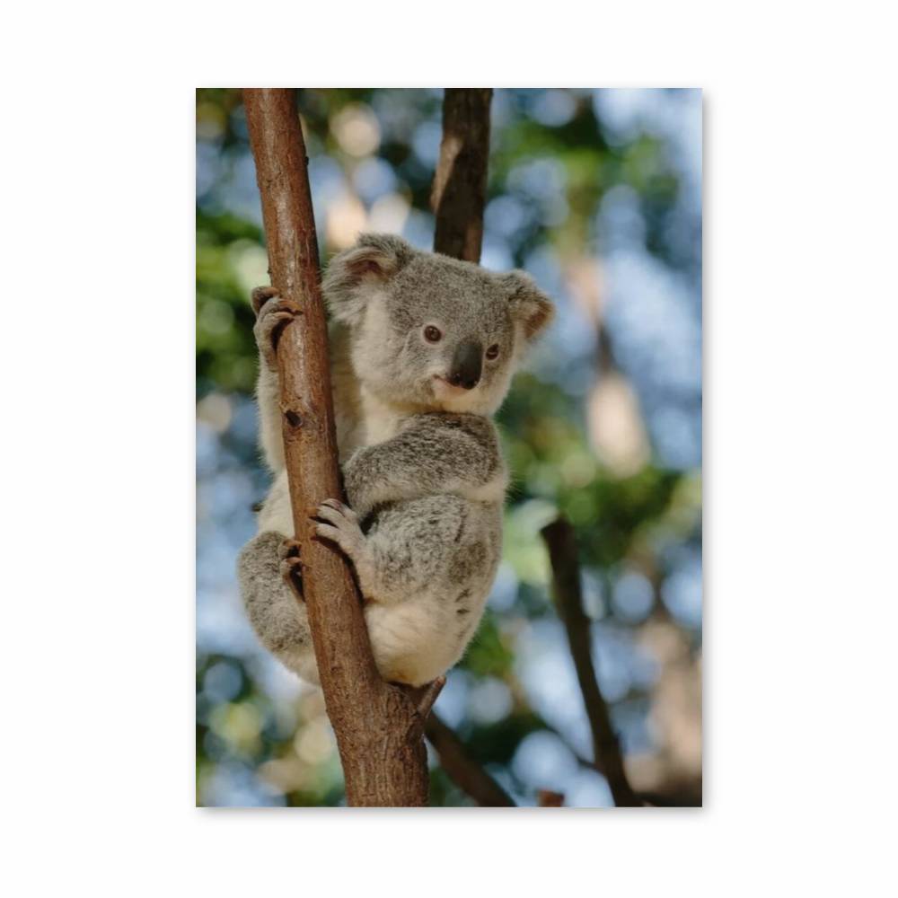 Poster Serenity Koala | Aesthetic Posters