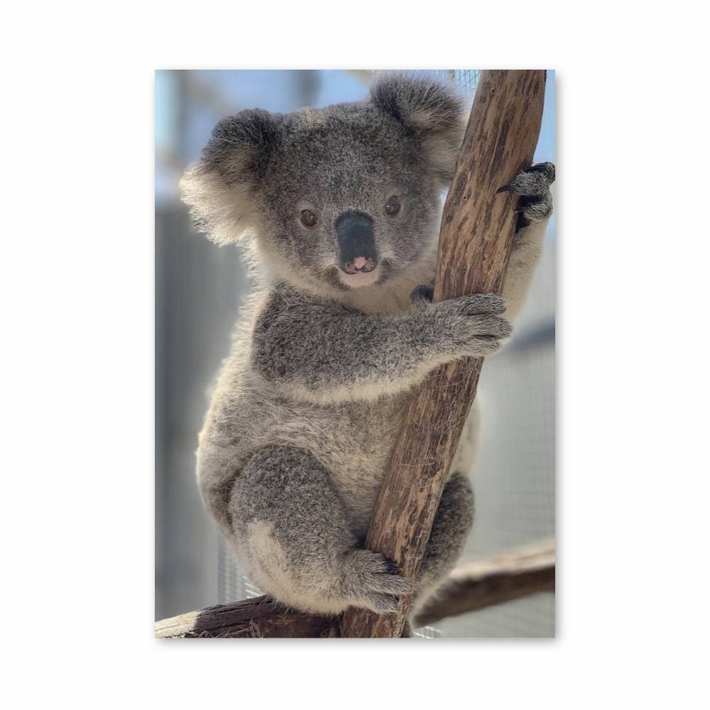 Cozy Koala Poster | Aesthetic Posters
