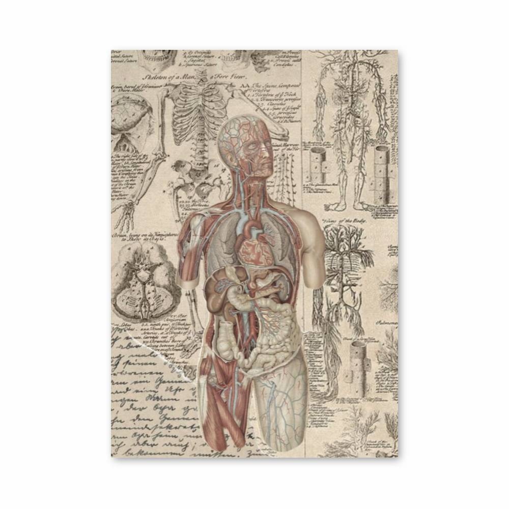 Victorian Anatomy Poster | Aesthetic Posters