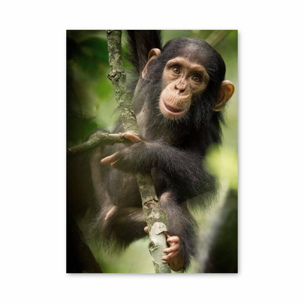 Poster Jungle Primate | Aesthetic Posters