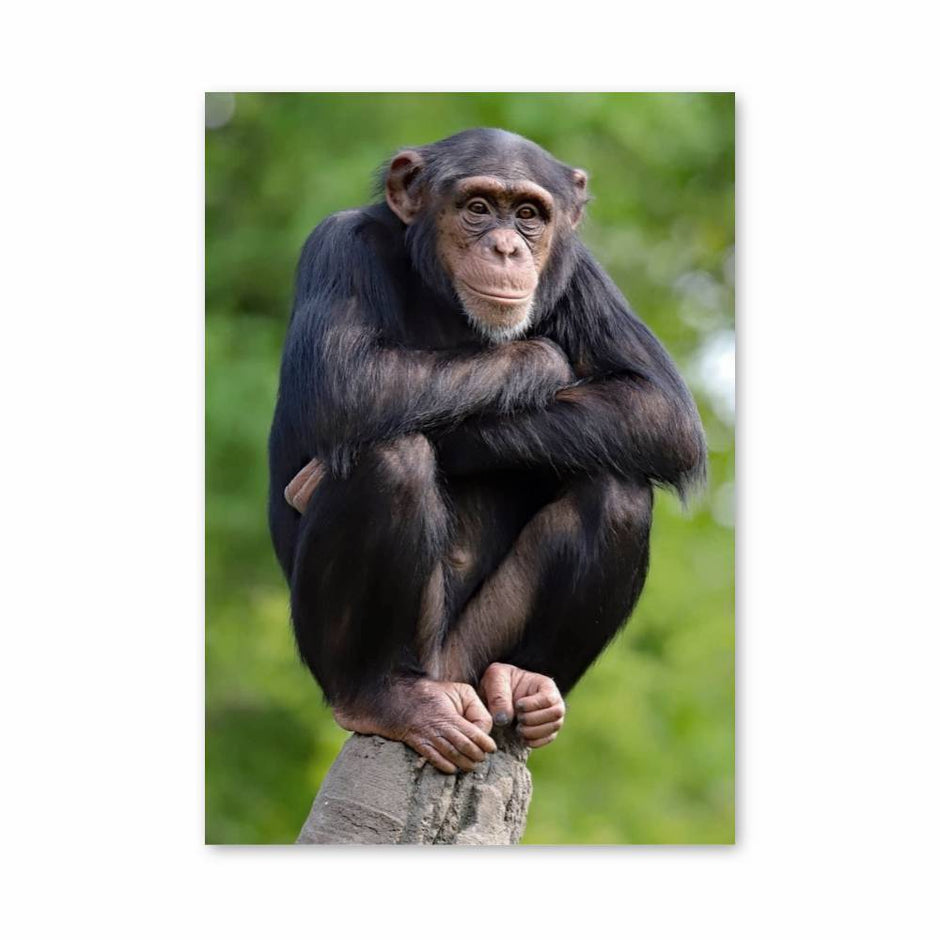 Monkey Posters | Aesthetic Posters