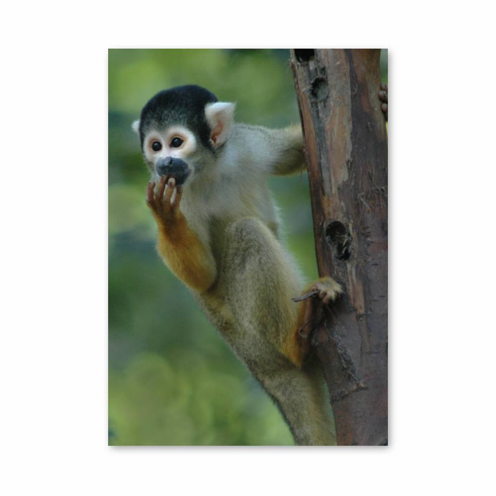 Poster Playful Monkey | Aesthetic Posters