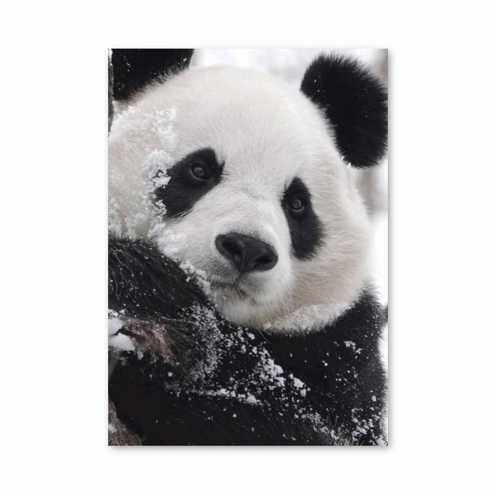 Panda Posters | Aesthetic Posters