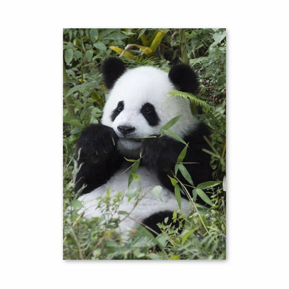 Panda Posters | Aesthetic Posters