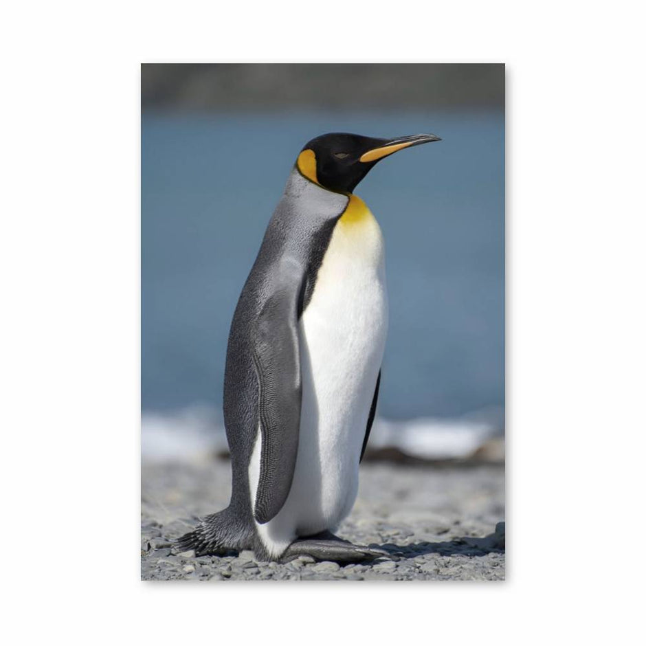 Penguin Posters | Aesthetic Posters