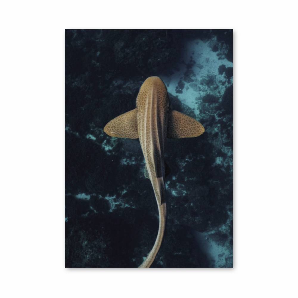 Shark Posters | Aesthetic Posters