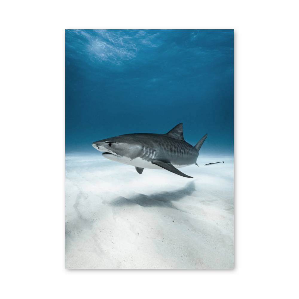 Poster Majestic Shark | Aesthetic Posters