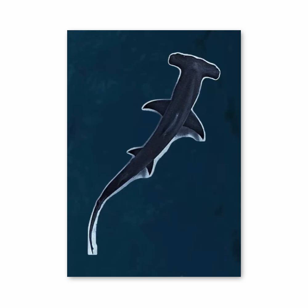 Shark Posters | Aesthetic Posters