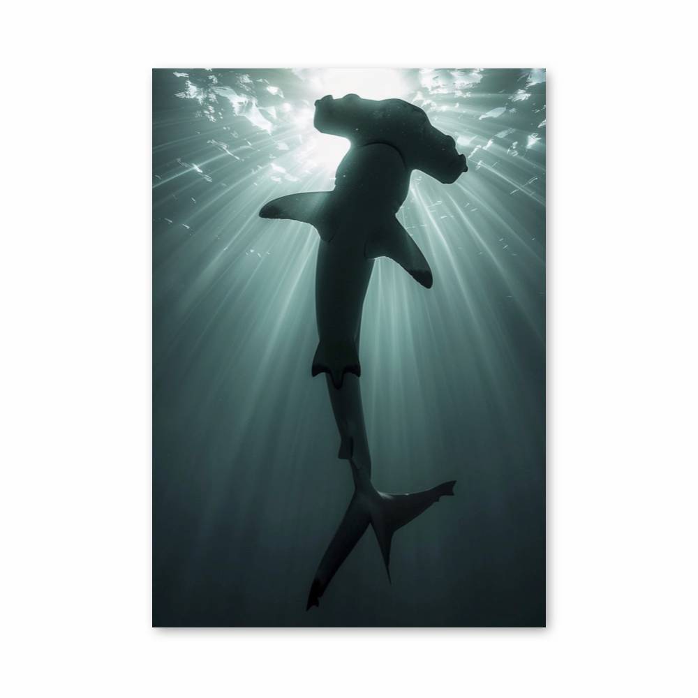 Light Shark Poster | Aesthetic Posters