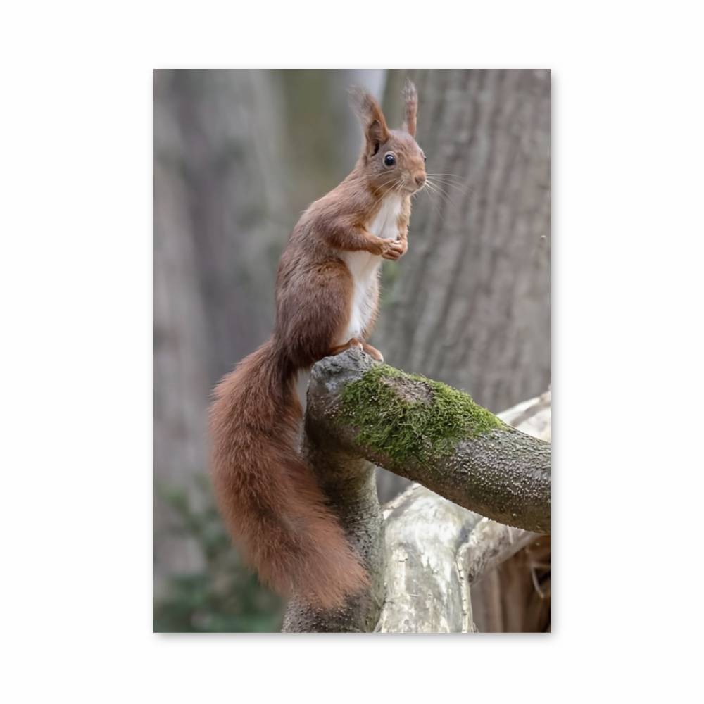 Poster Wood Squirrel | Aesthetic Posters