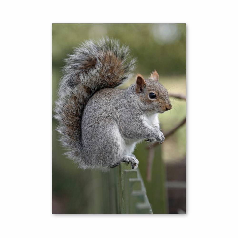 Surprised Squirrel Poster | Aesthetic Posters