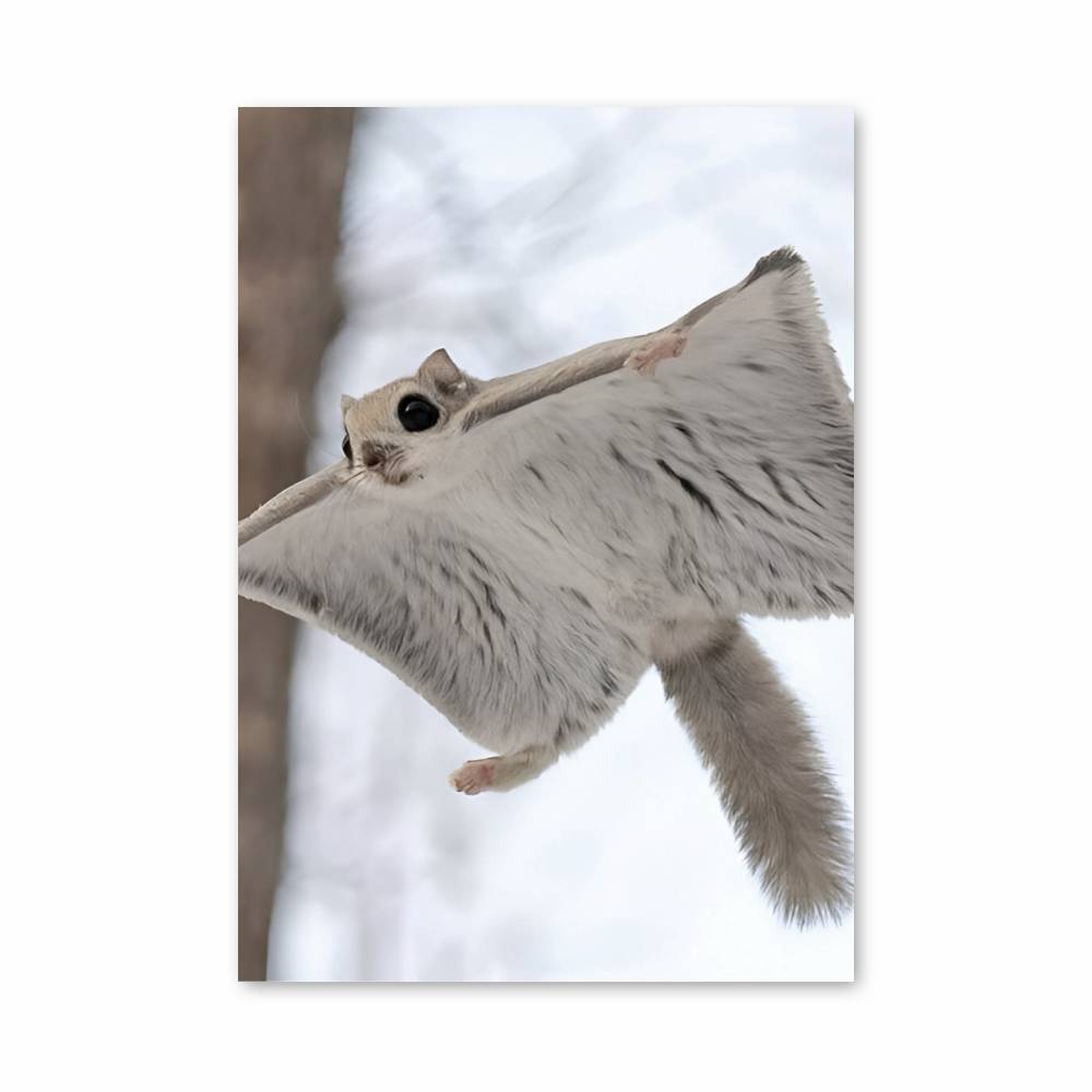 Squirrel Posters | Aesthetic Posters